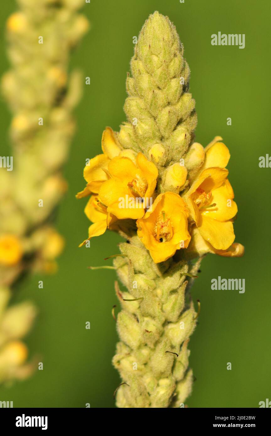 Yellow flowering mullein Stock Photo - Alamy