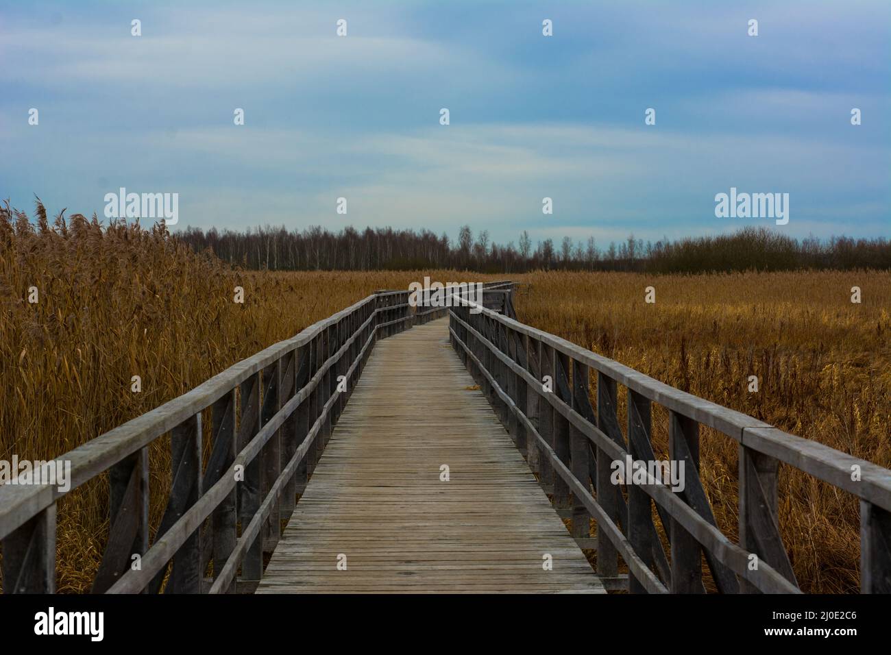 Through reed hi-res stock photography and images - Alamy