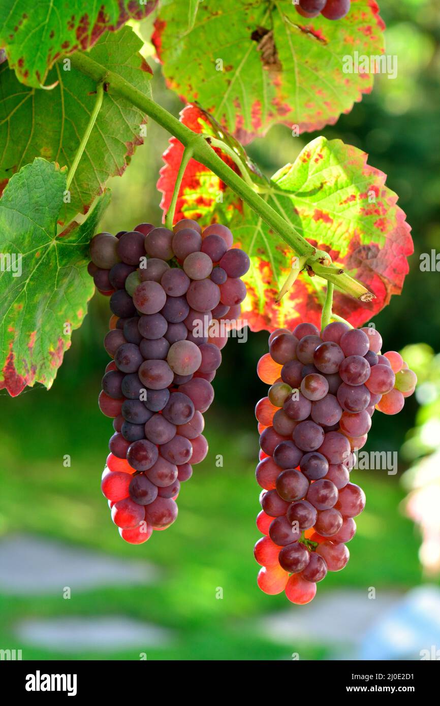 Grapes plants hi-res stock photography and images - Alamy