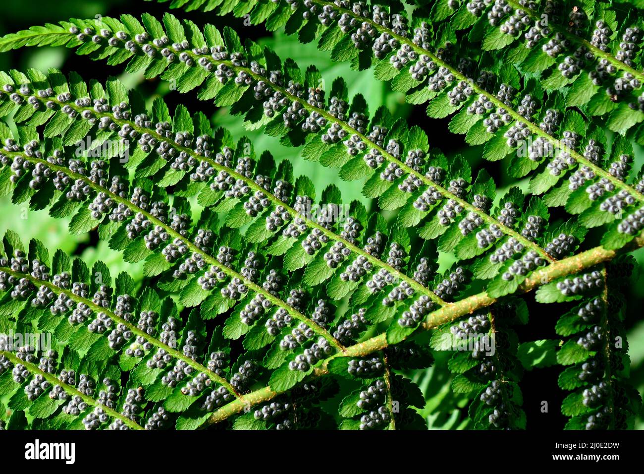 Fern seeds hi-res stock photography and images - Alamy