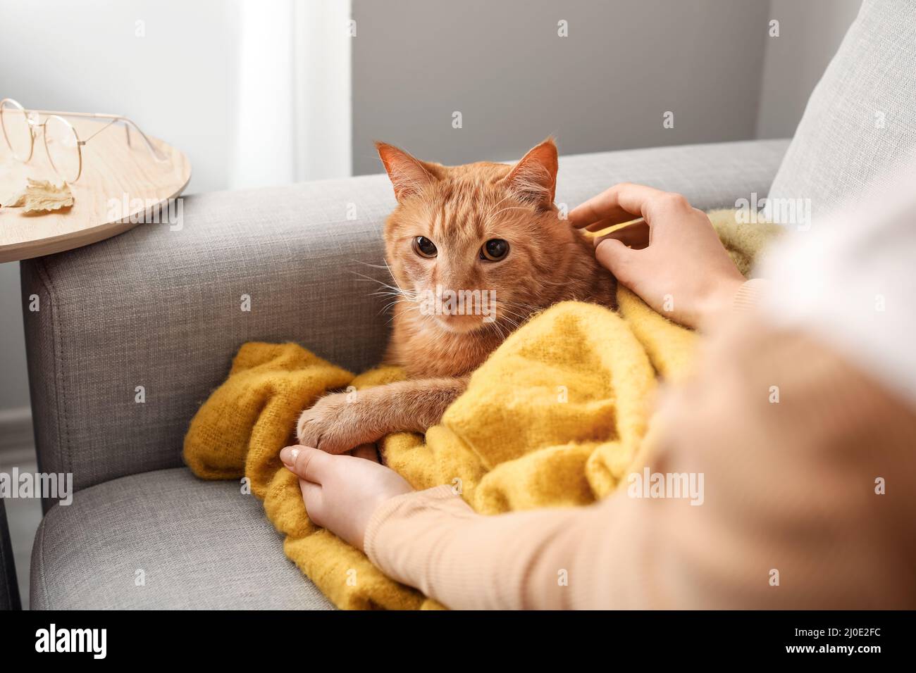 Cute ginger cat with warm plaid and owner at home on autumn day Stock ...