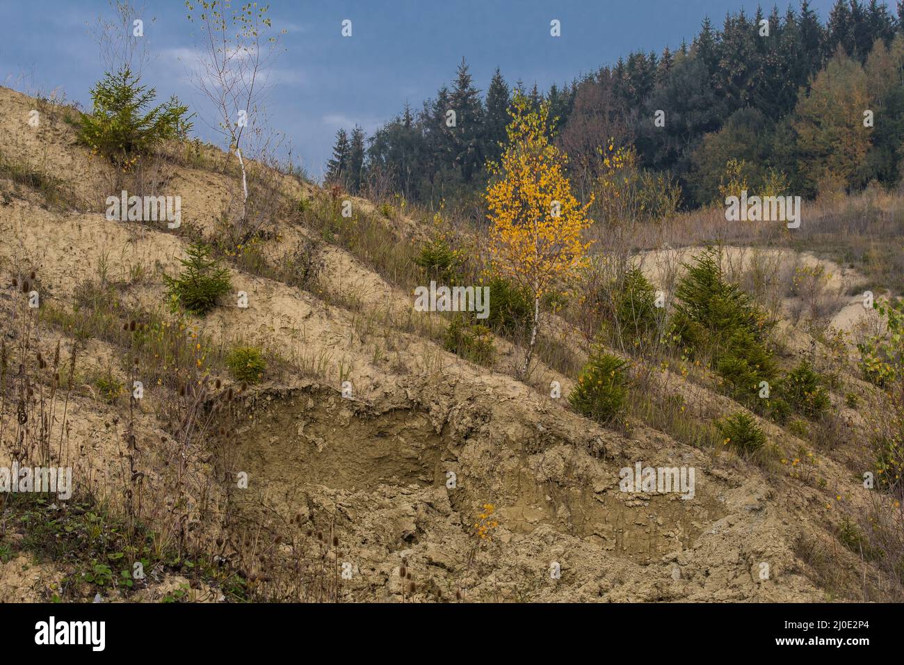 Pionierbaumarten hi-res stock photography and images - Alamy