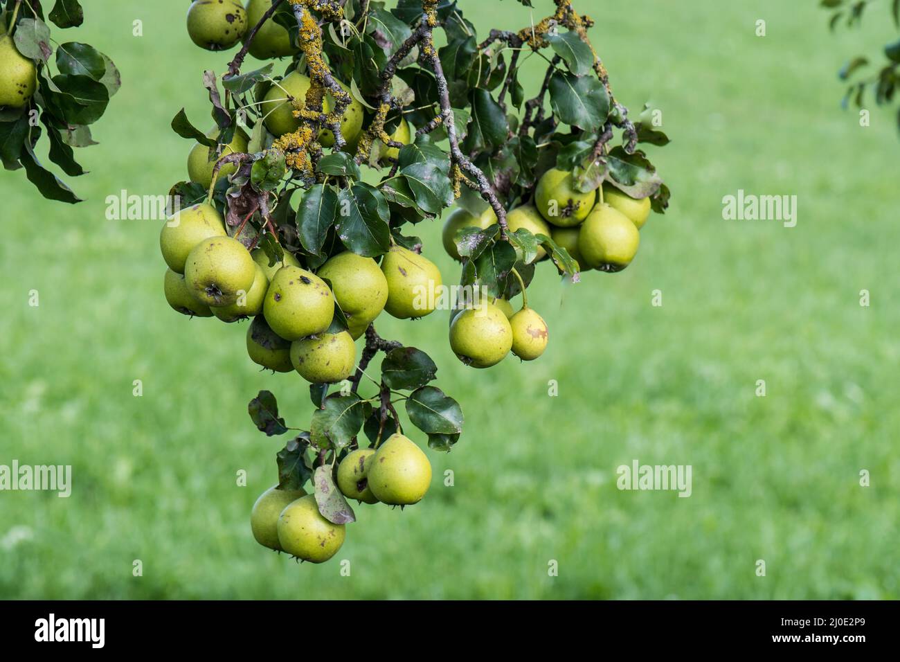 Pears on tree hi-res stock photography and images - Alamy