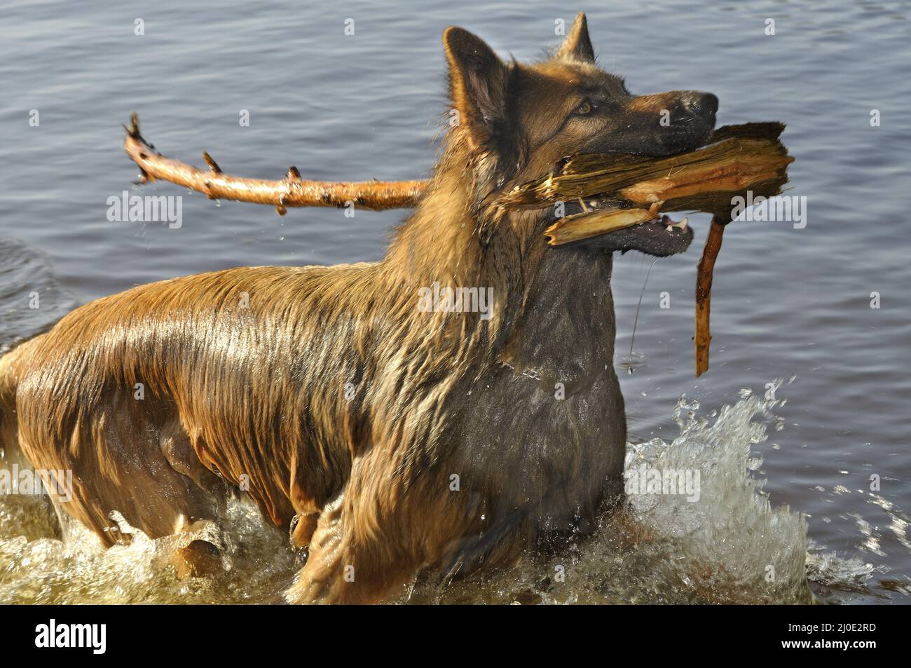 Dog fetches branch from water Stock Photo - Alamy