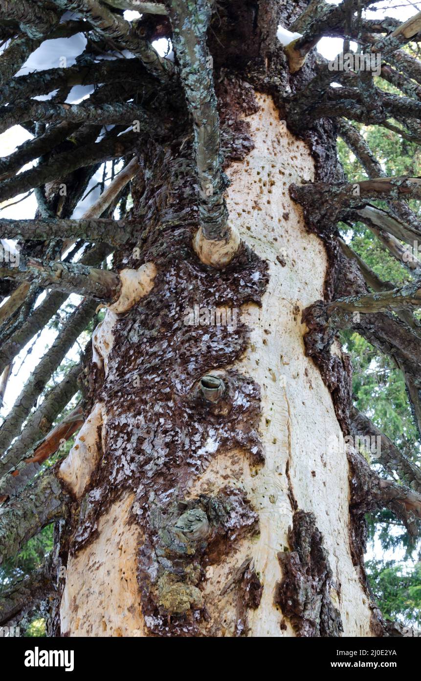 An old pine tree without needles and partly without bark. Vertical ...