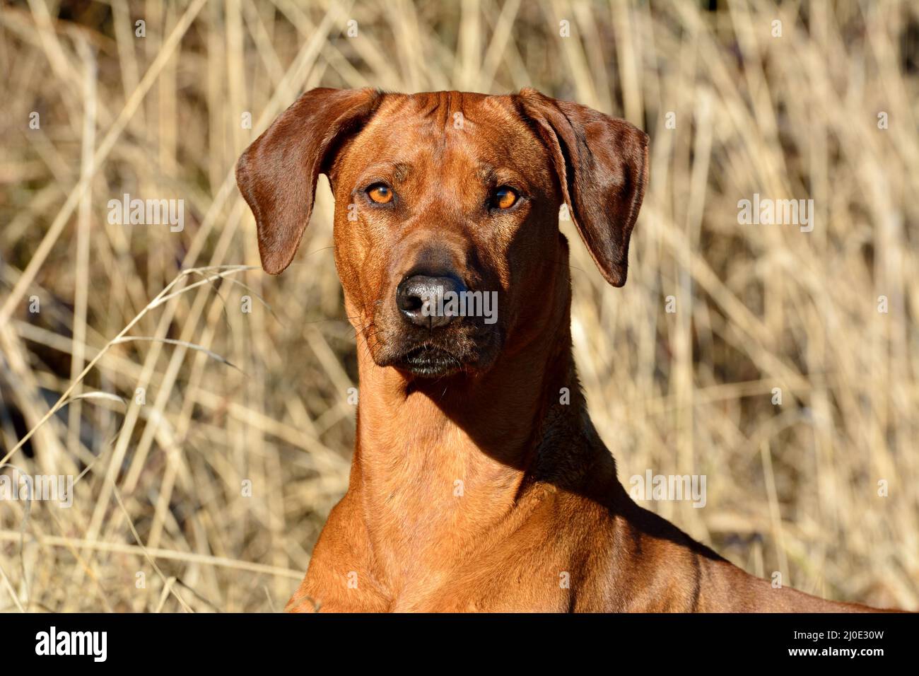 Ridgeback hi-res stock photography and images - Alamy