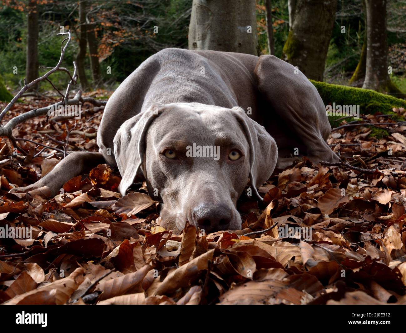 Hunting dogs in forest hi-res stock photography and images - Alamy