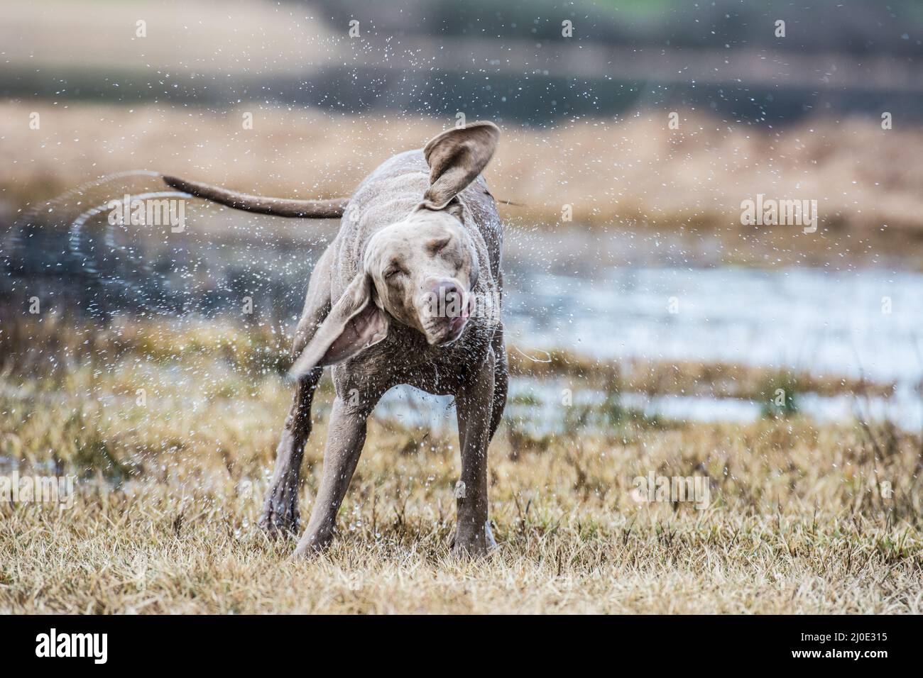 Dog shaking to become dry Stock Photo - Alamy