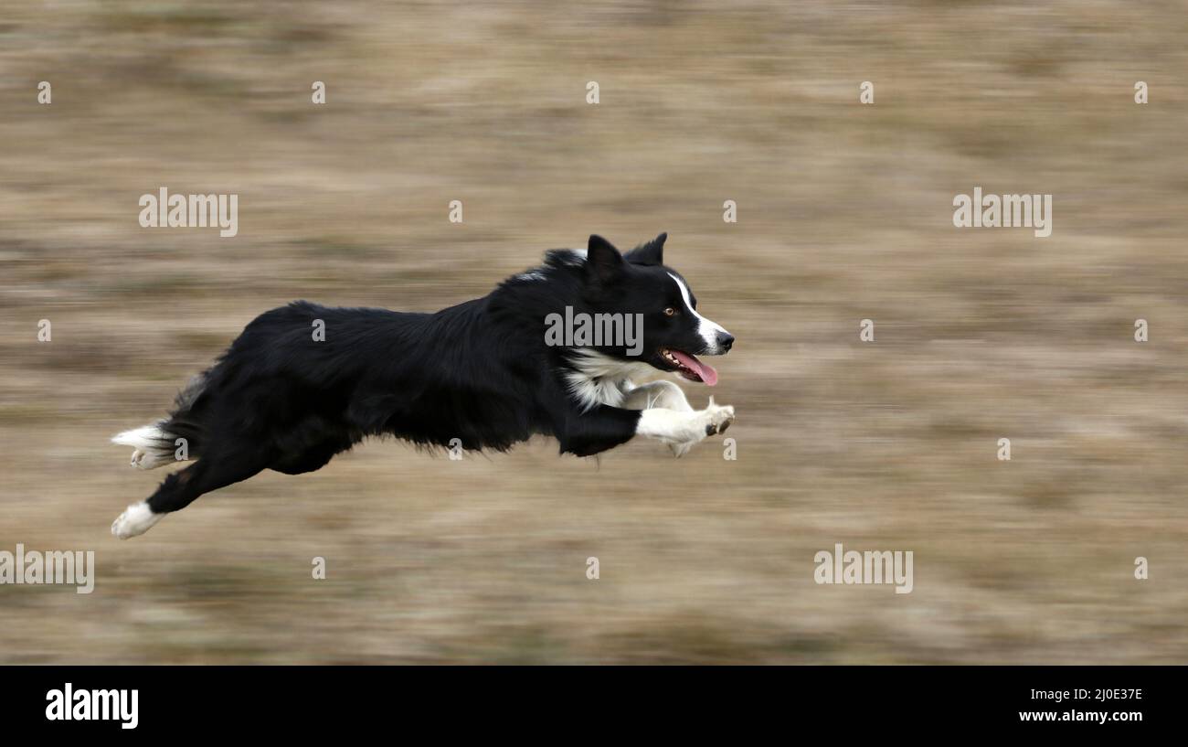 Colly hi-res stock photography and images - Alamy