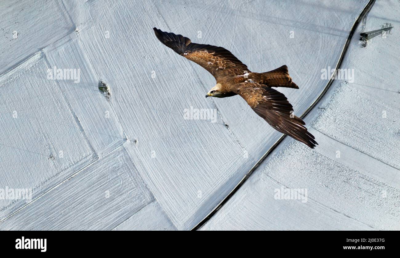 Bird of prey Stock Photo - Alamy