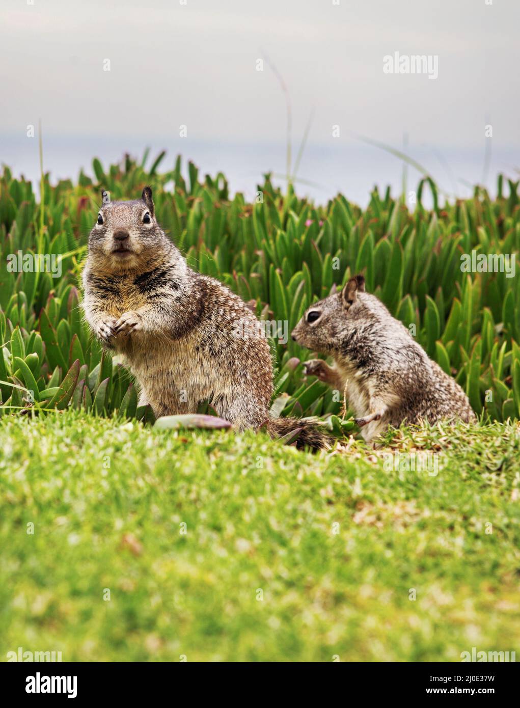 Male squirrel hi-res stock photography and images - Alamy