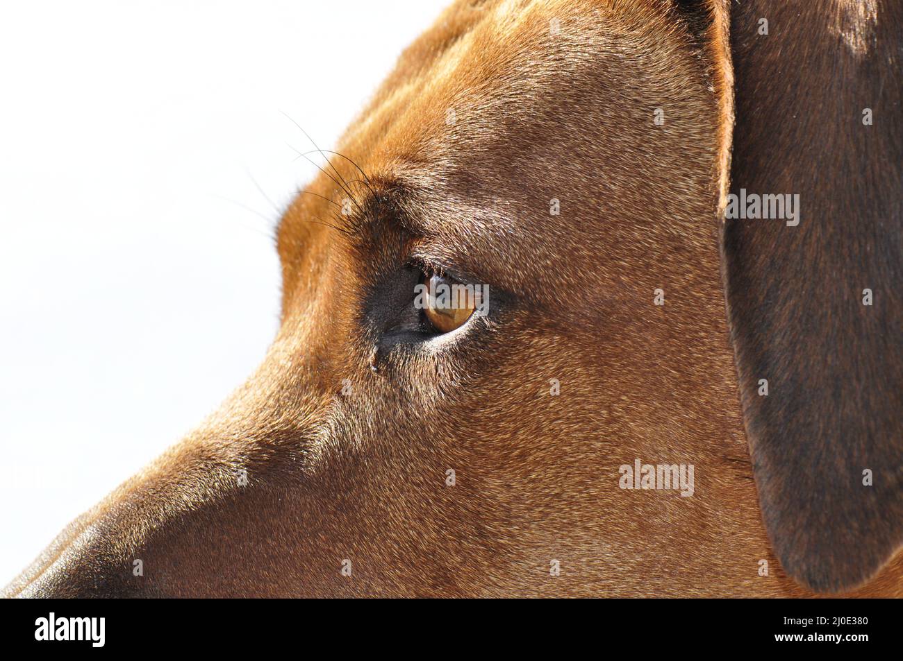 Rhodesian Ridgeback - face Stock Photo - Alamy