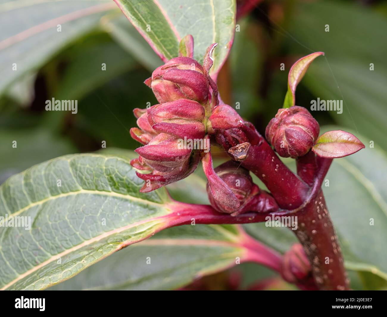 Distylium racemosum hi-res stock photography and images - Alamy