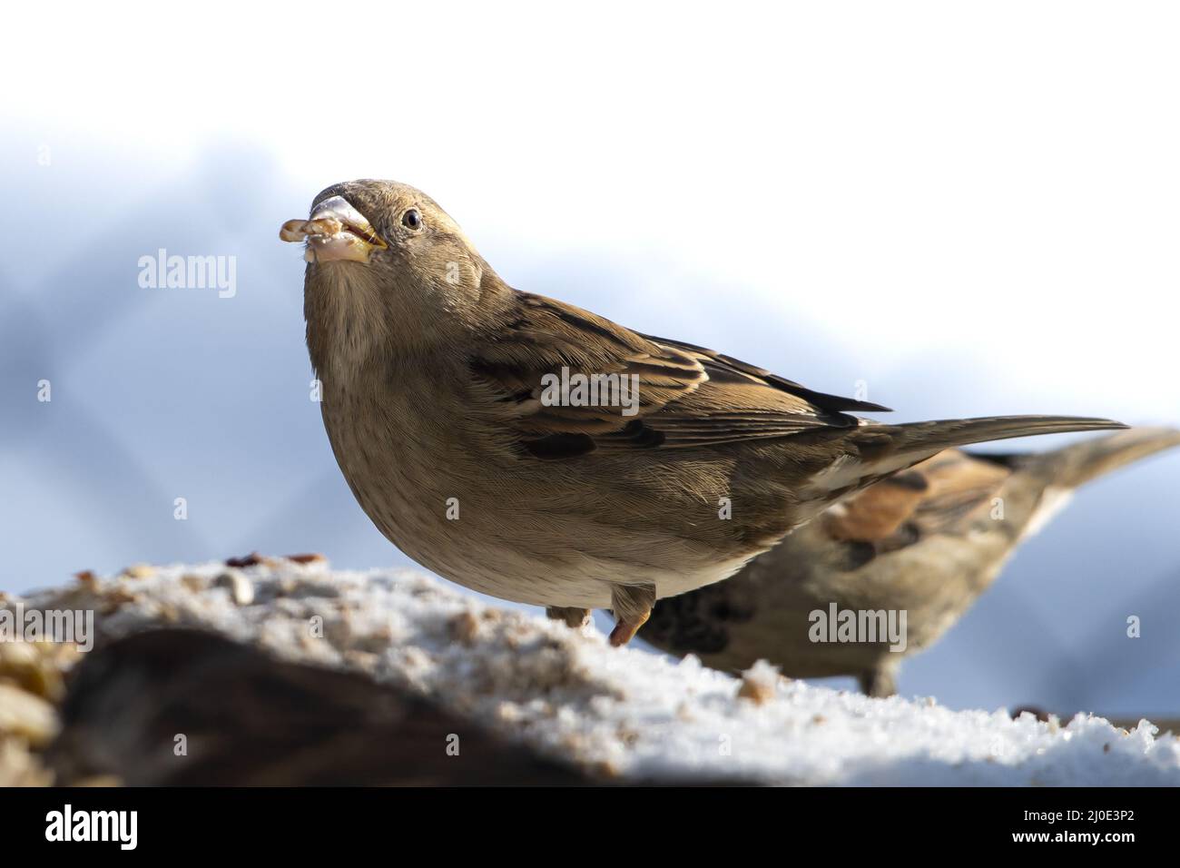 Throttle hi-res stock photography and images - Alamy