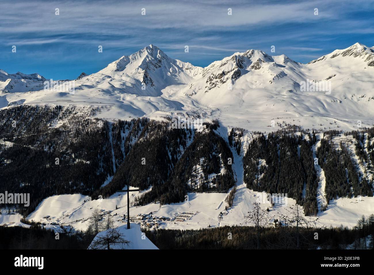 Punk tree hi-res stock photography and images - Alamy