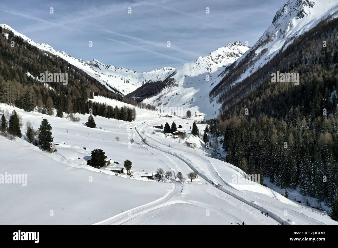 Punk tree hi-res stock photography and images - Alamy