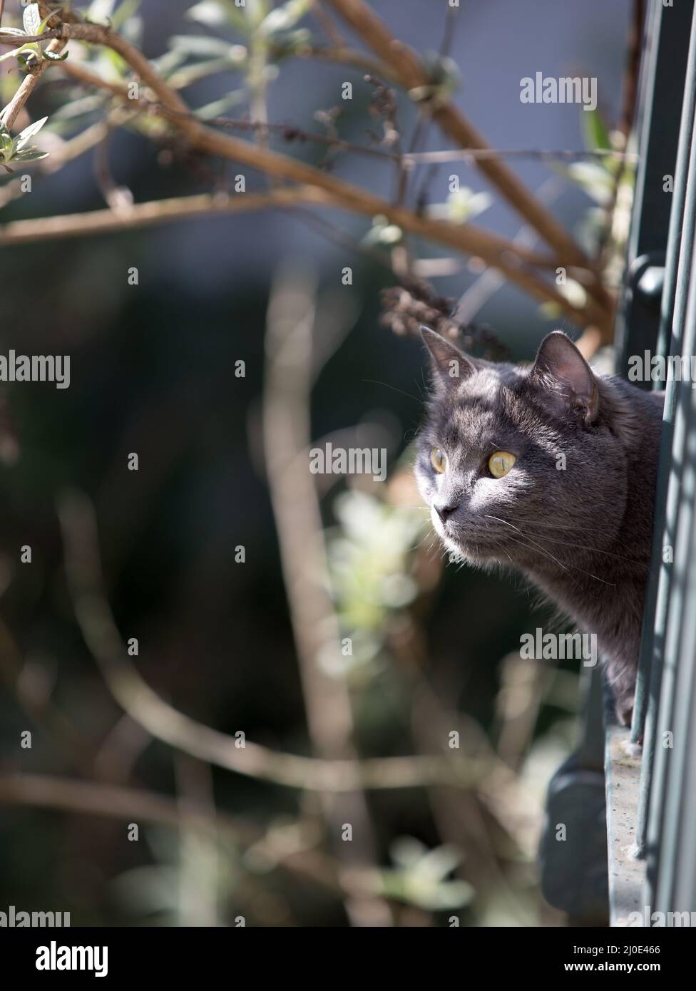 Cat on balcony Stock Photo - Alamy