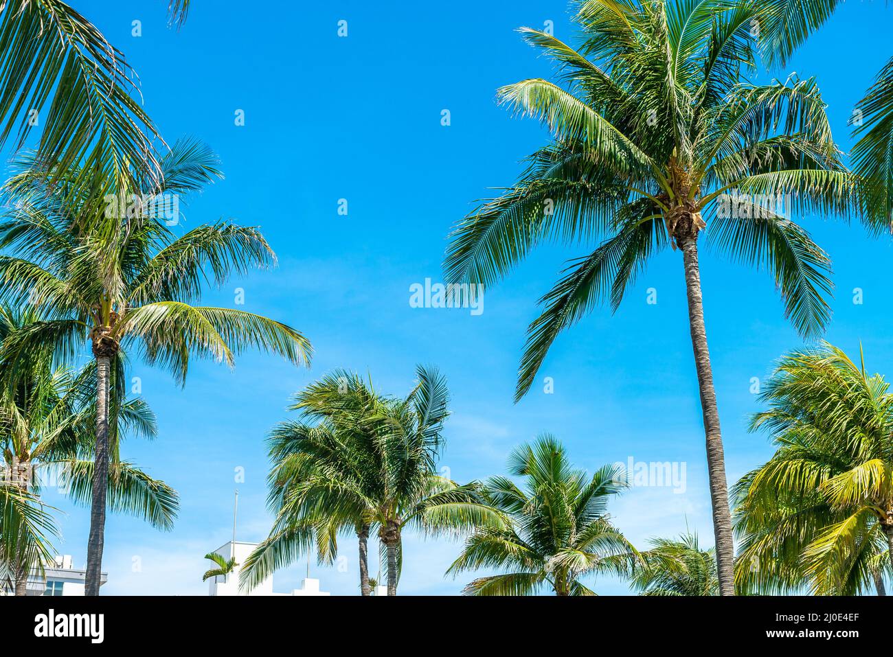 Nature at the Ocean drive avenue in Miami Stock Photo - Alamy