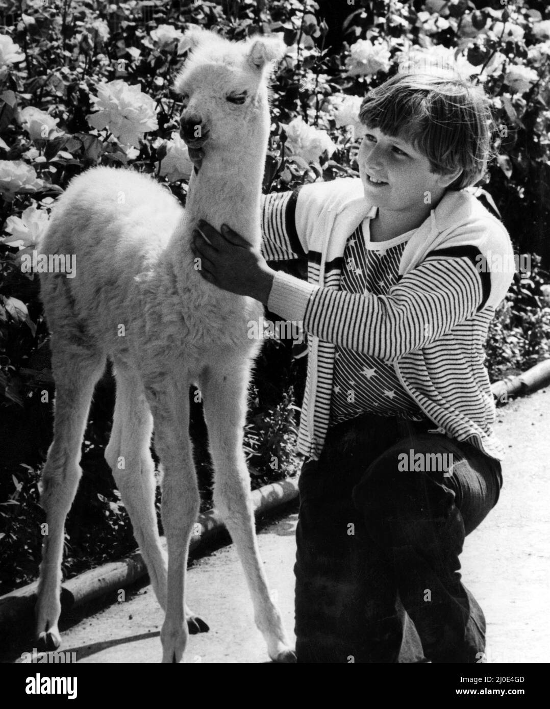 Ten-year-old James Wilson meets Jill, the baby Llama. Jill is the first ...