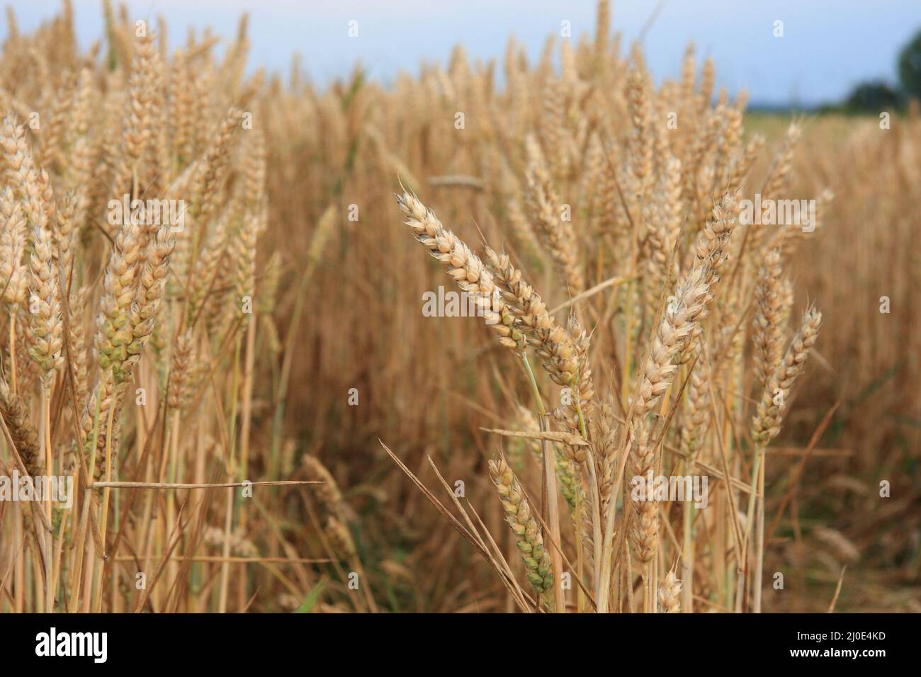 Cultivation rye hi-res stock photography and images - Alamy