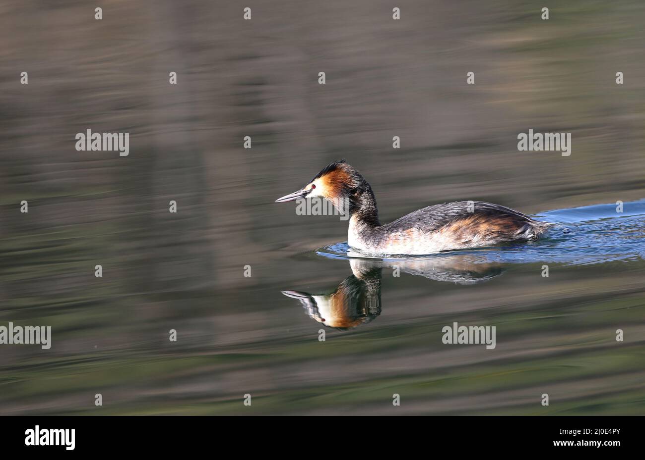 Grebes bird hi-res stock photography and images - Alamy