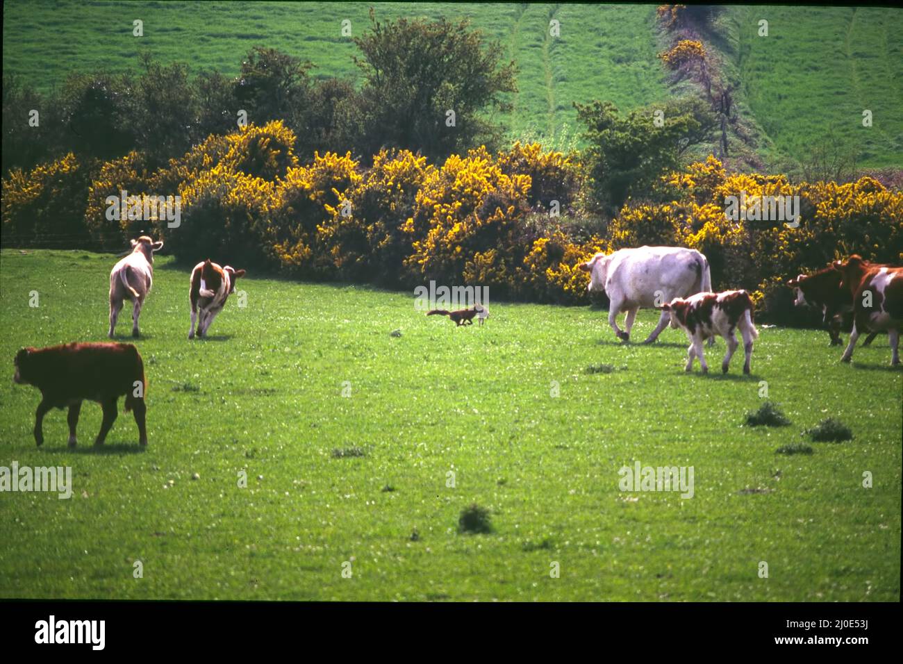 Cows chasing fox Stock Photo - Alamy