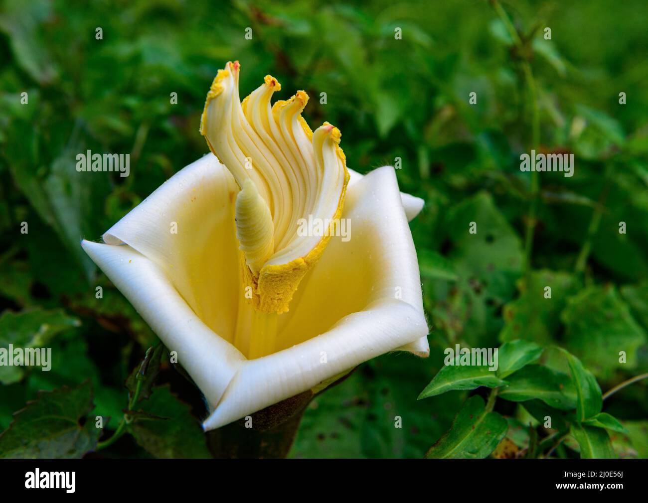 Beautiful tropical flower on the island of Martinique nestled in green ...
