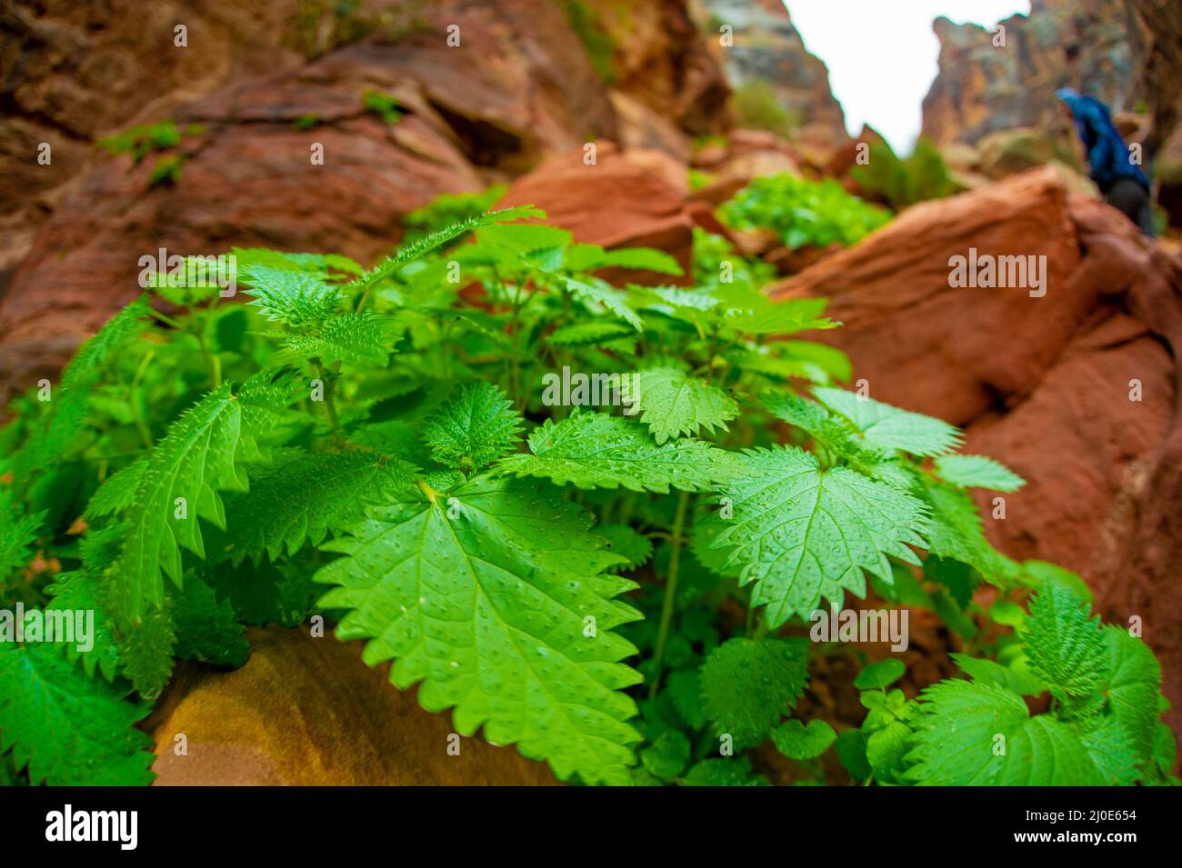 Nettle juice hi-res stock photography and images - Alamy