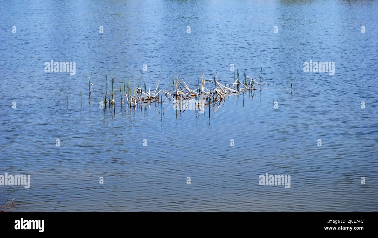 Freshwater marsh reeds bending in a breeze, for wetland and other ...