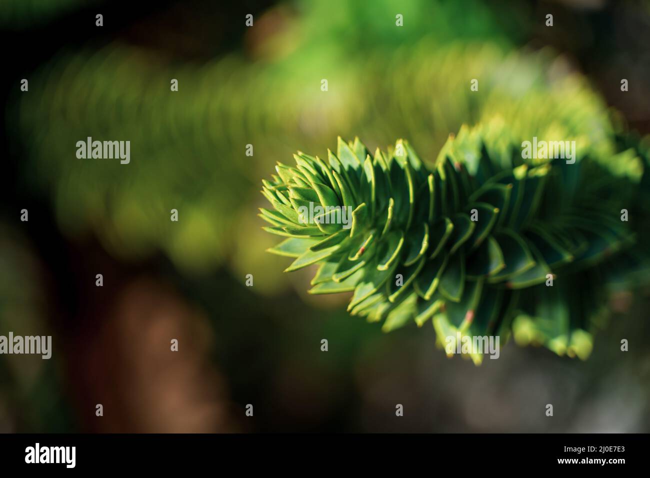Selective focus shot of monkey puzzle tree (araucaria araucana Stock ...