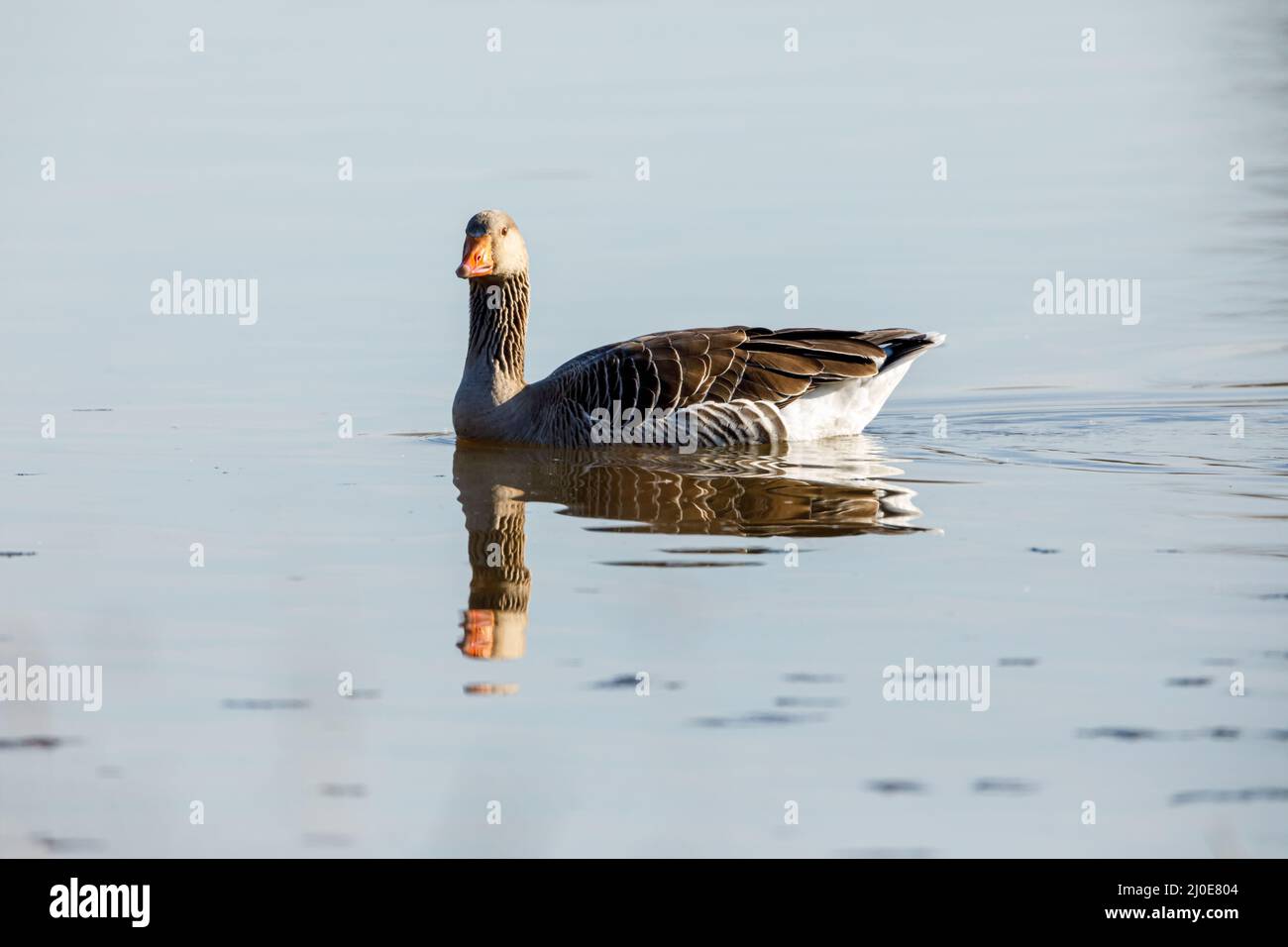 Graylag gooses hi-res stock photography and images - Alamy