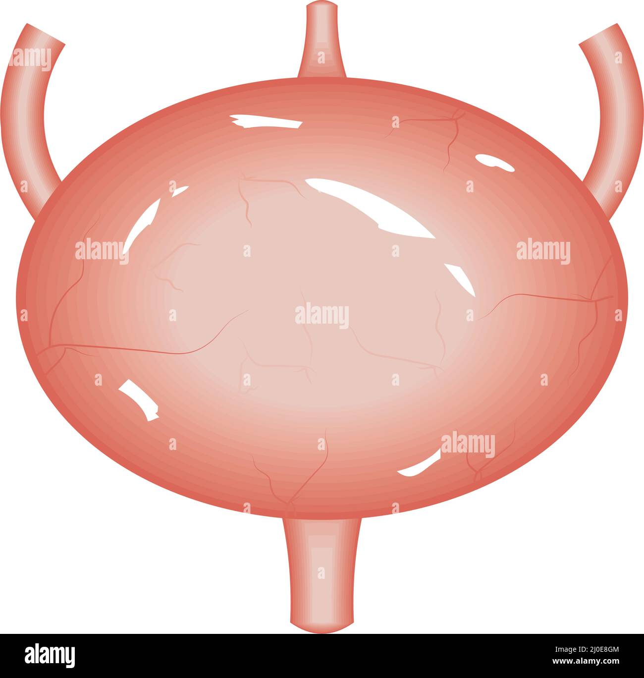 bladder human organ Stock Vector Image & Art - Alamy