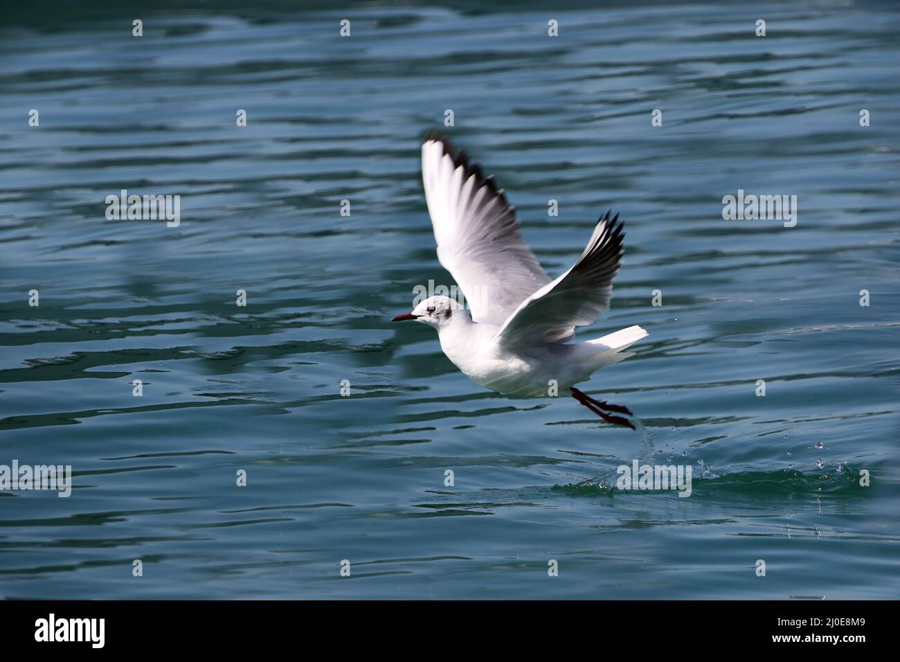 Gulls seabirds hi-res stock photography and images - Alamy
