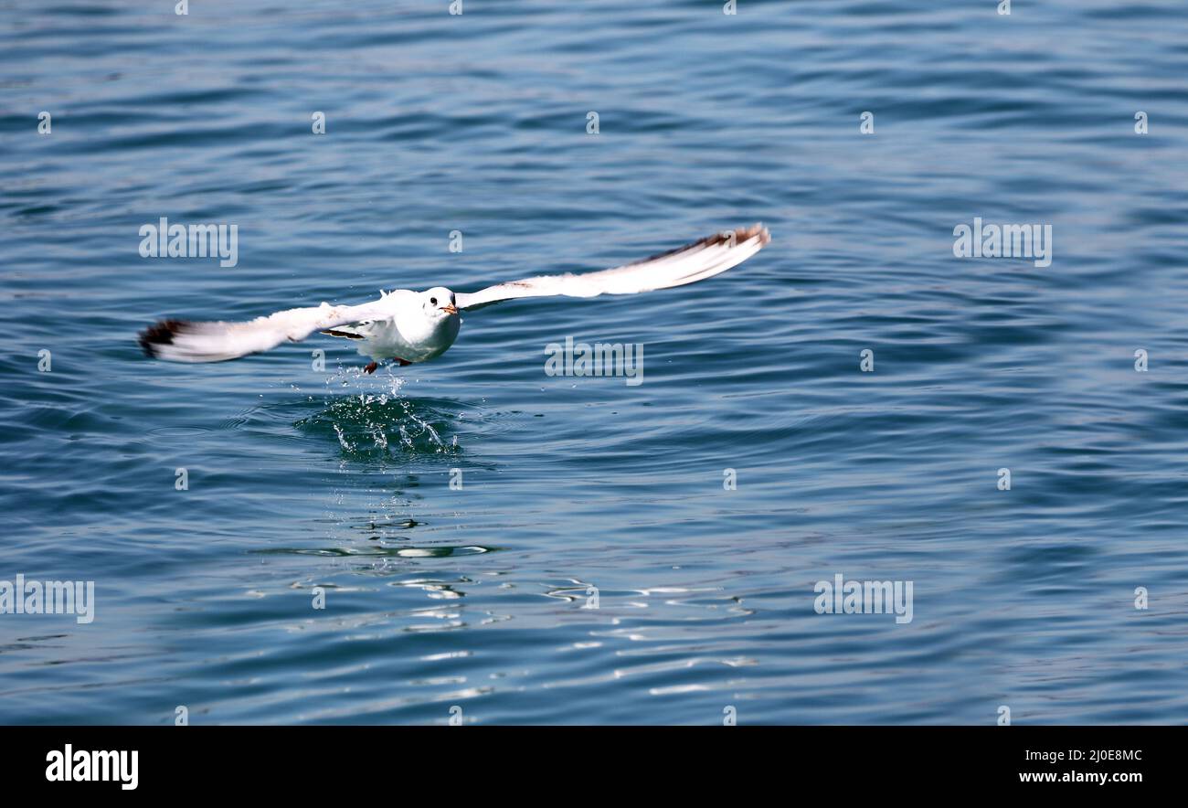 Gulls of italy hi-res stock photography and images - Alamy
