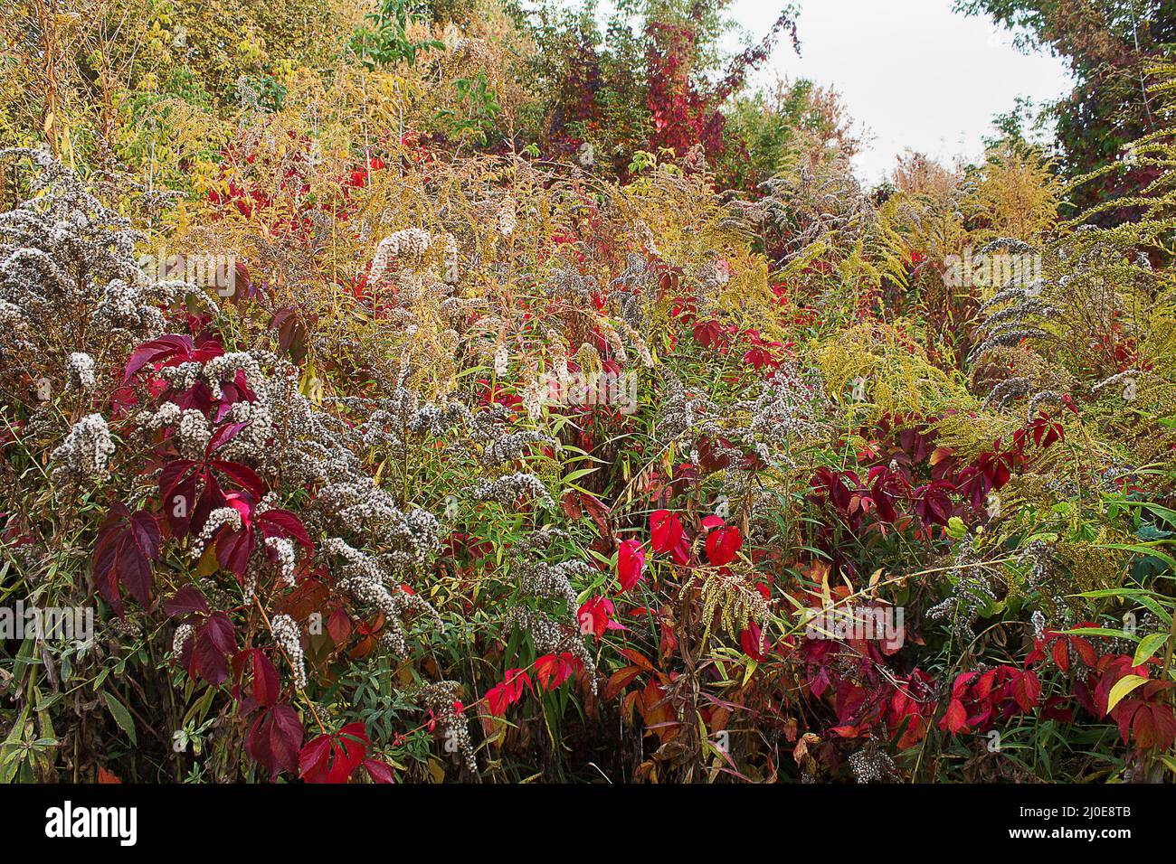 Red yellow plants hi-res stock photography and images - Alamy