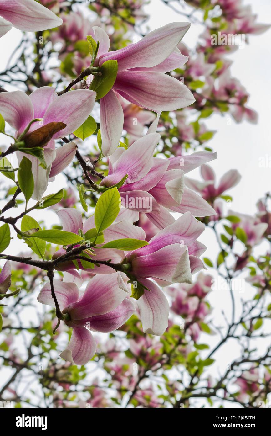 Blooming pink magnolia branch flowers hi-res stock photography and ...