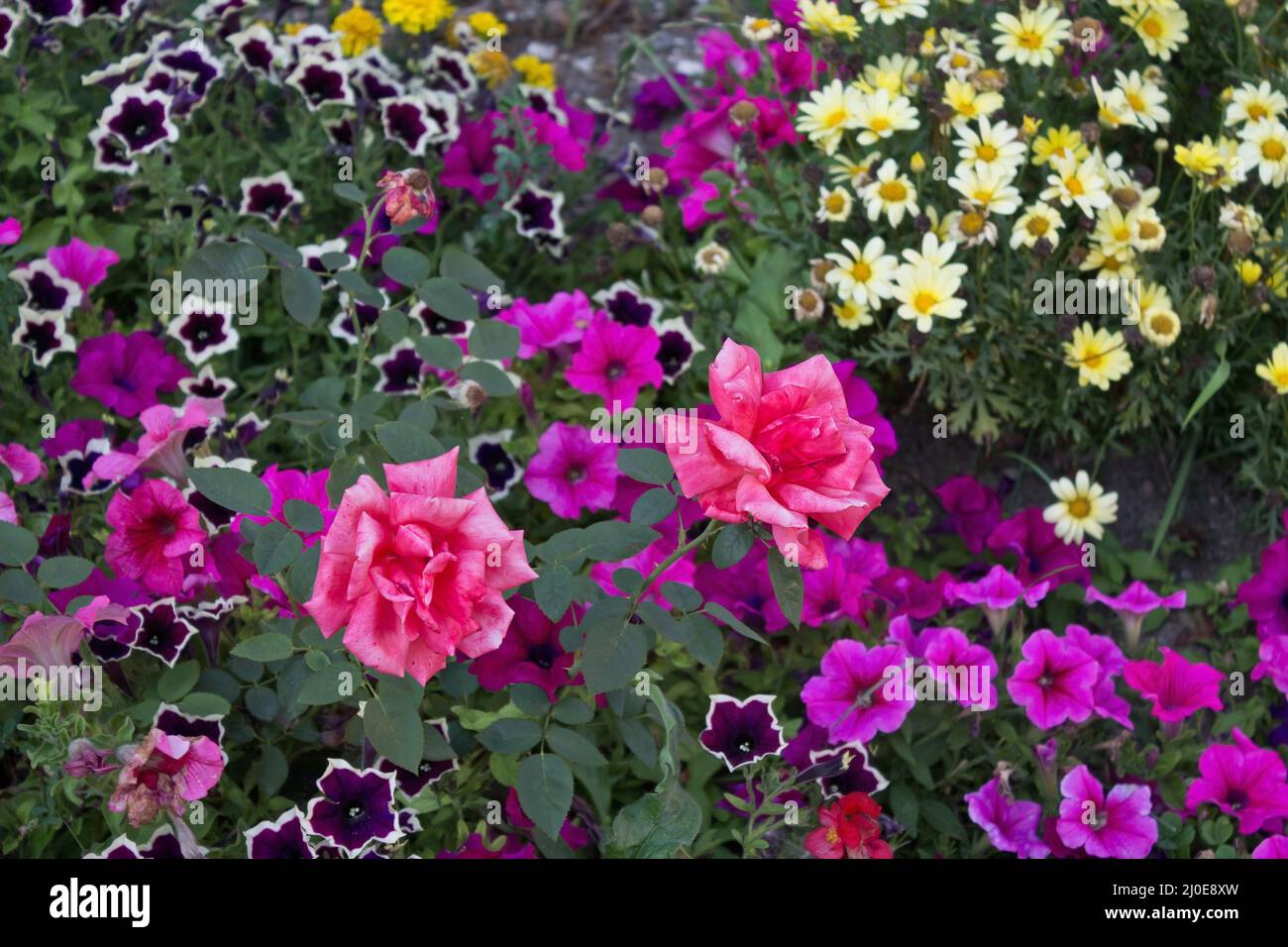 Daisies and roses hi-res stock photography and images - Alamy