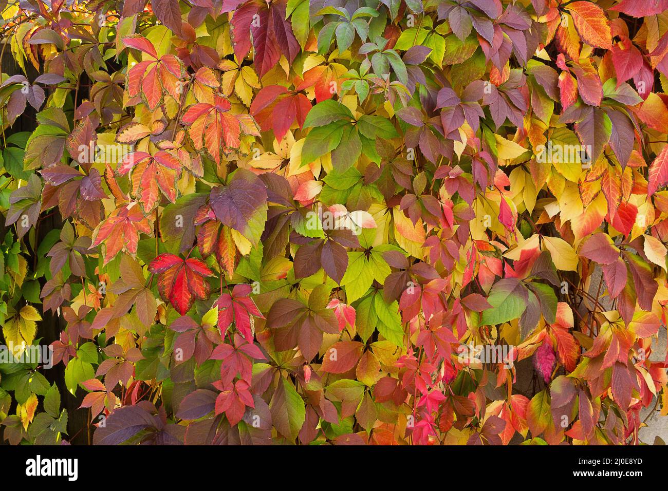 Orange-red autumn background with leaves of wild grape closeup Stock ...