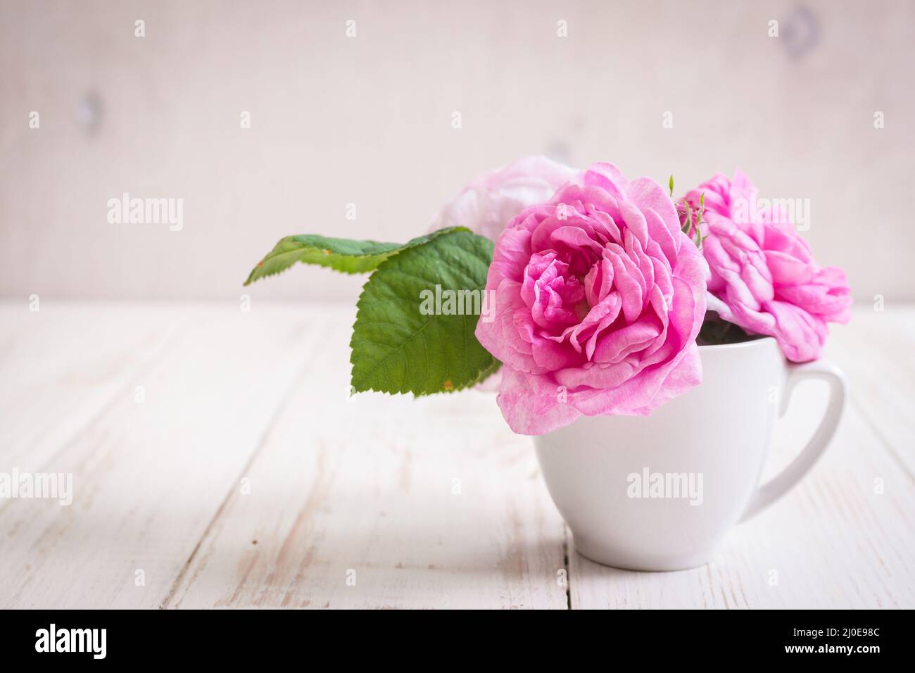 Pink tea roses hi-res stock photography and images - Alamy