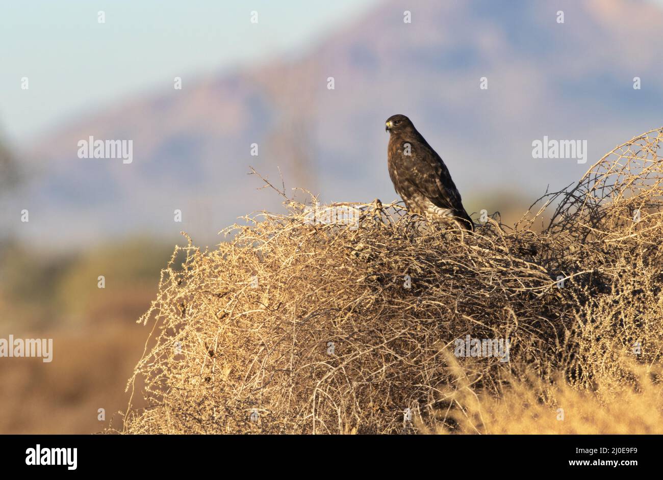 Arizona raptor hi-res stock photography and images - Alamy