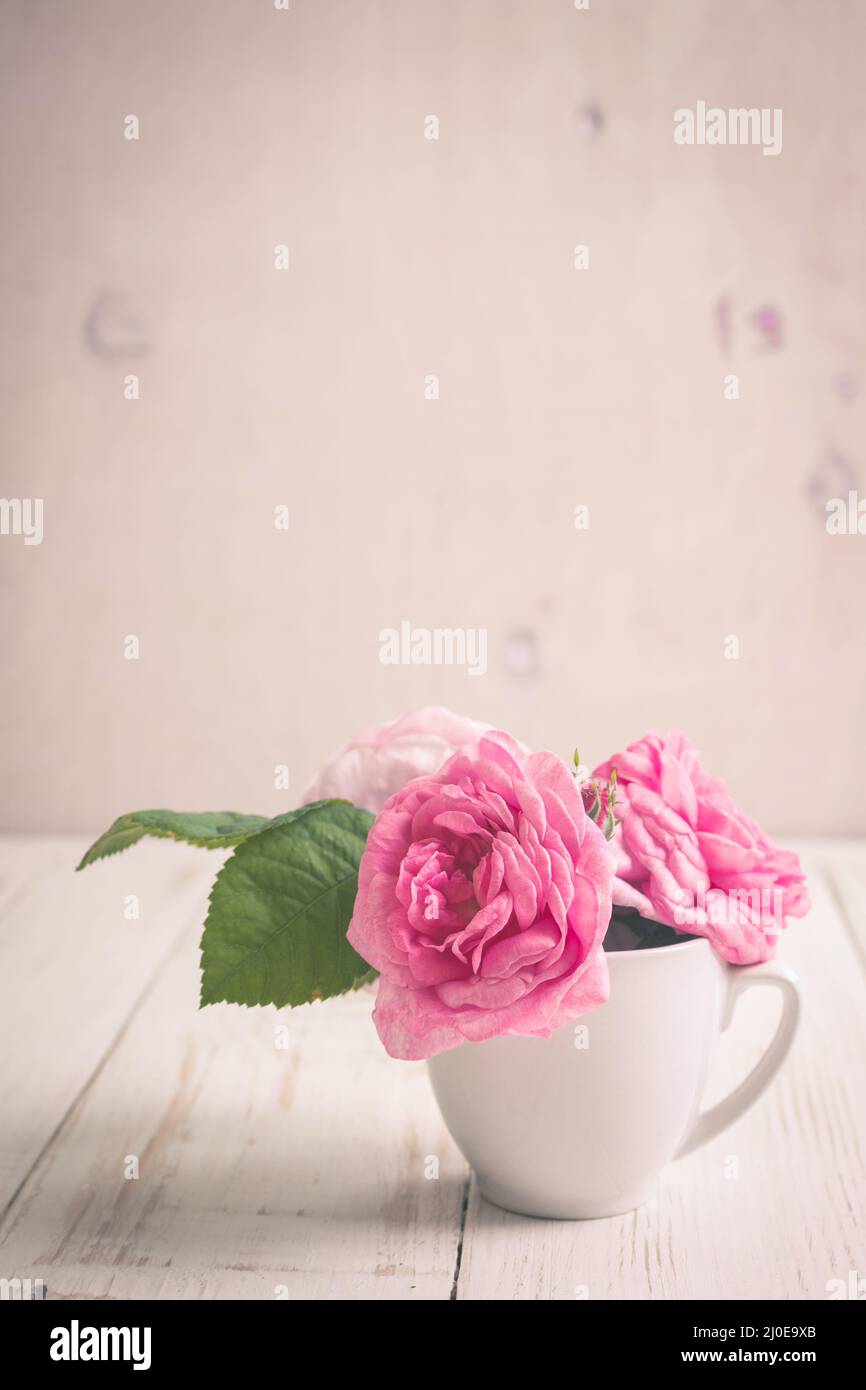 Pink tea roses on a white wooden background Stock Photo - Alamy