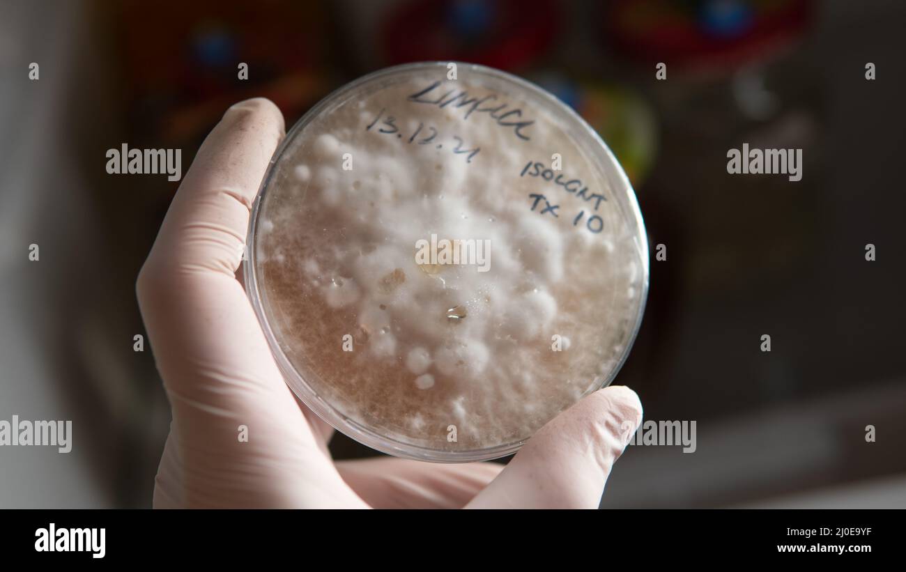 reservation of mushroom cultures on petri dishes. Mycelium of exotic ...