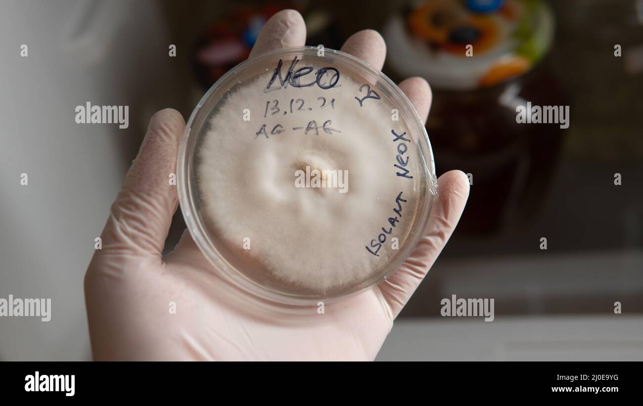 reservation of mushroom cultures on petri dishes. Mycelium of exotic ...