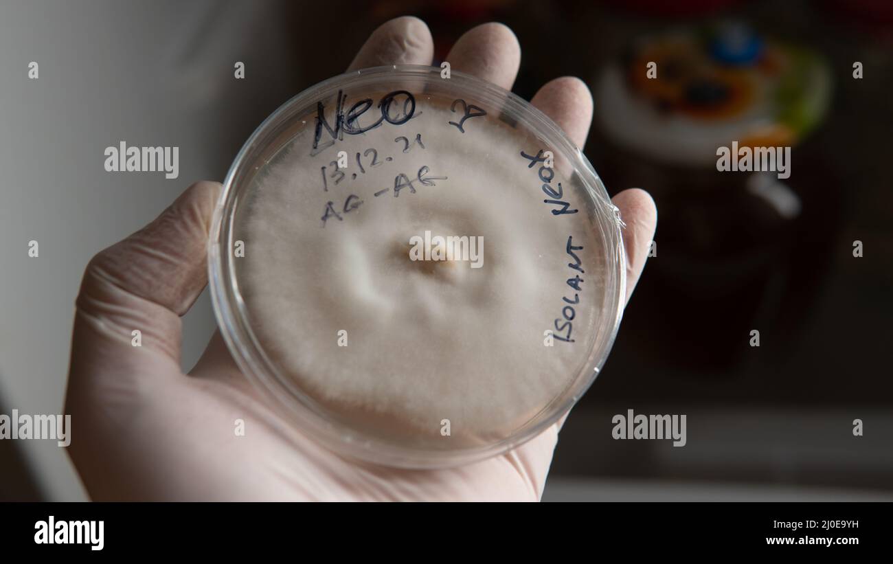 reservation of mushroom cultures on petri dishes. Mycelium of exotic ...