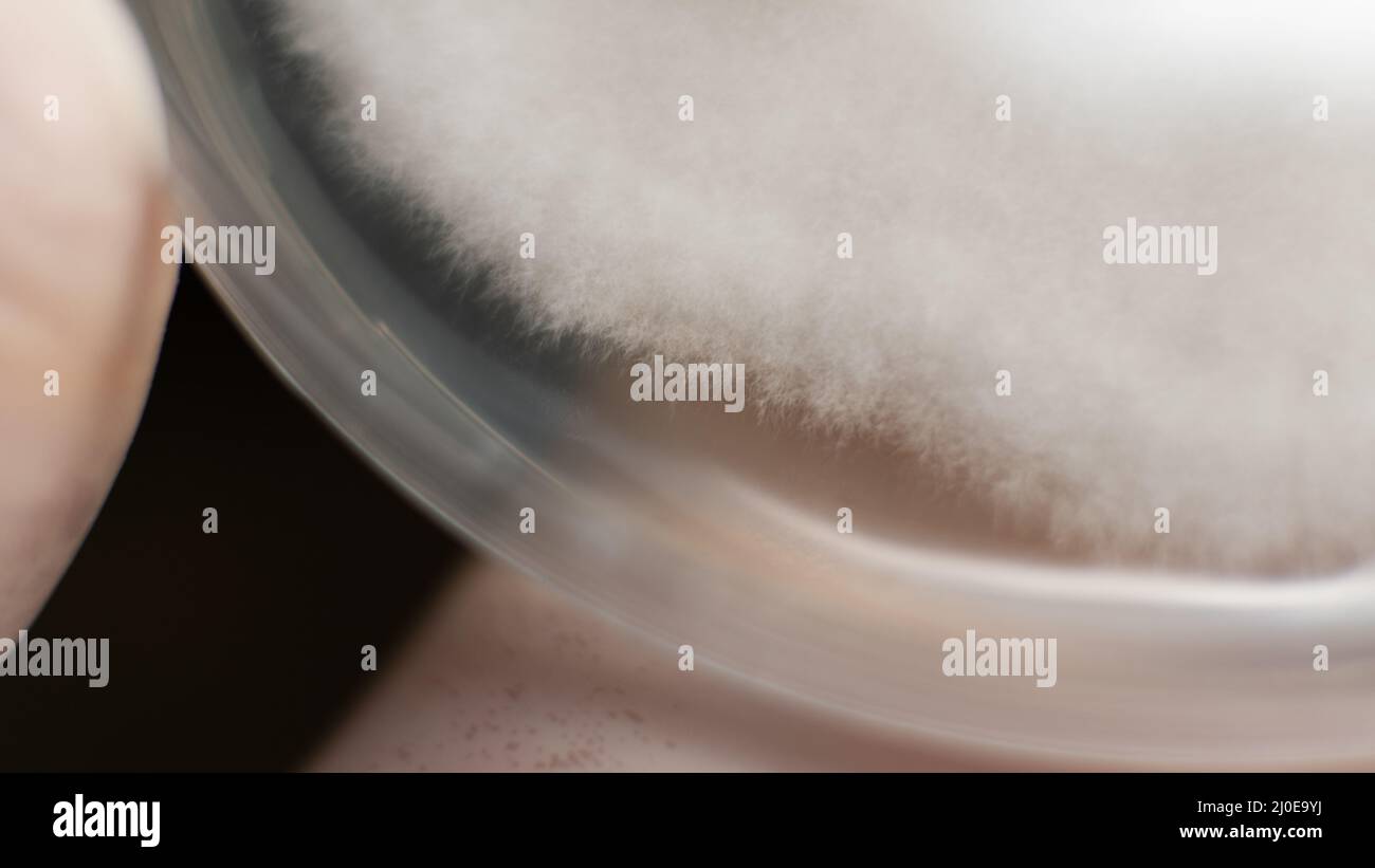 reservation of mushroom cultures on petri dishes. Mycelium of exotic ...