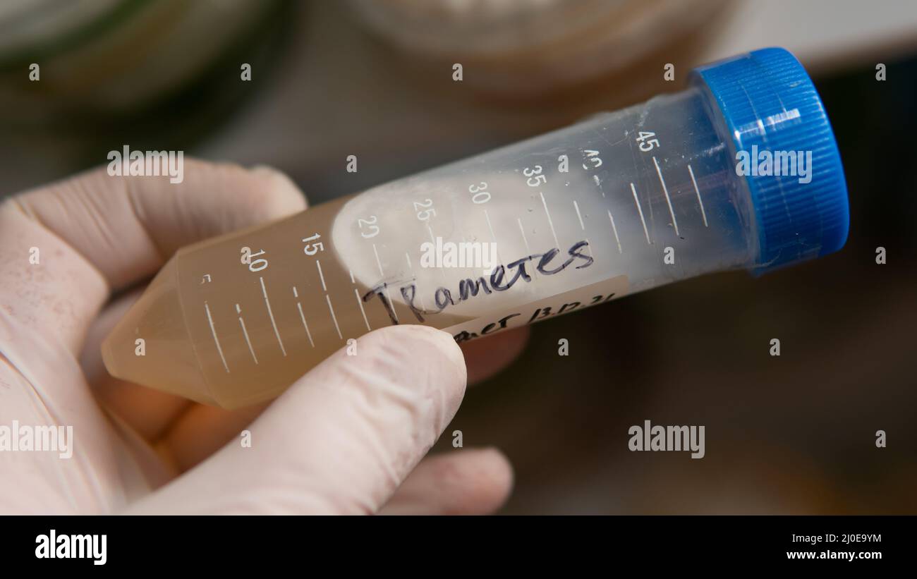 reservation of mushroom cultures on petri dishes. Mycelium of exotic ...