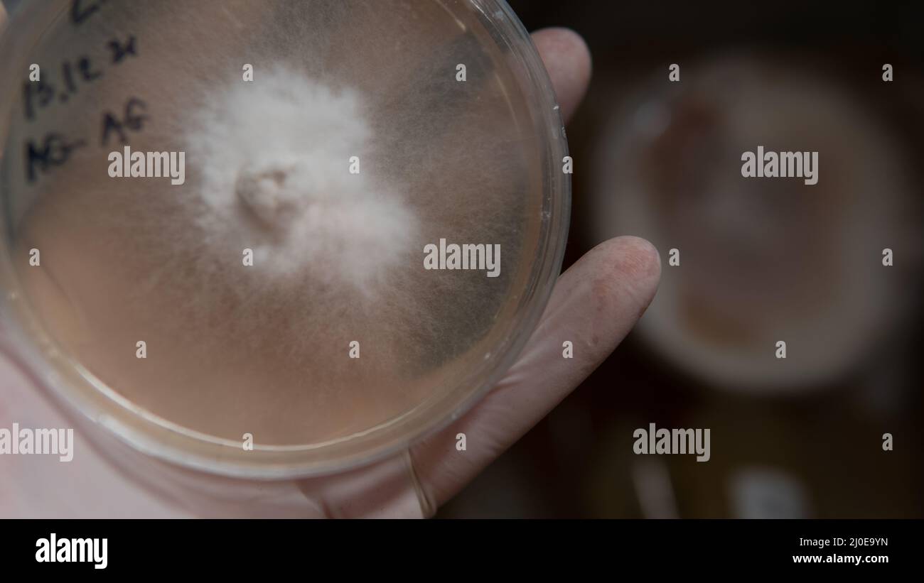 reservation of mushroom cultures on petri dishes. Mycelium of exotic ...