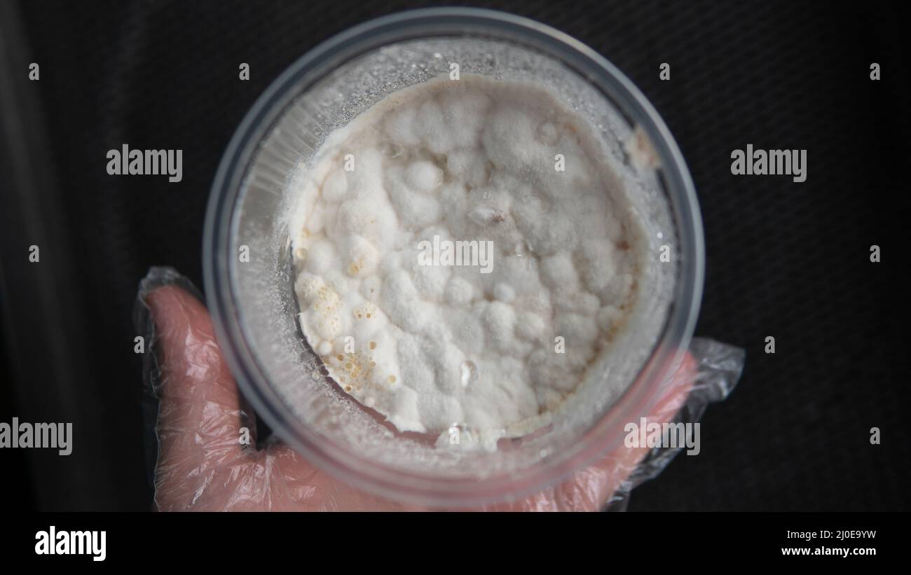 fermented rye grain with mycelium of multi-colored trametes. Fermented ...