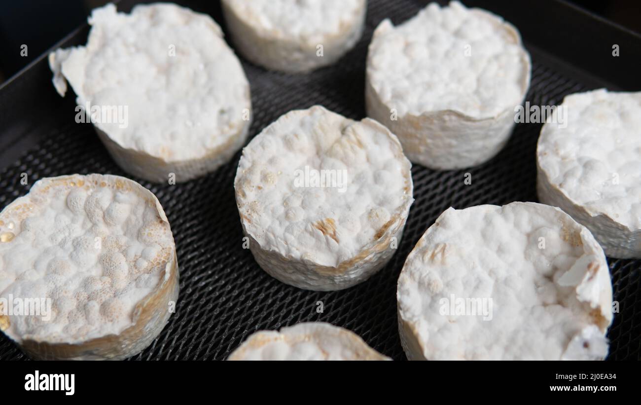 fermented rye grain with mycelium of multi-colored trametes. Fermented ...