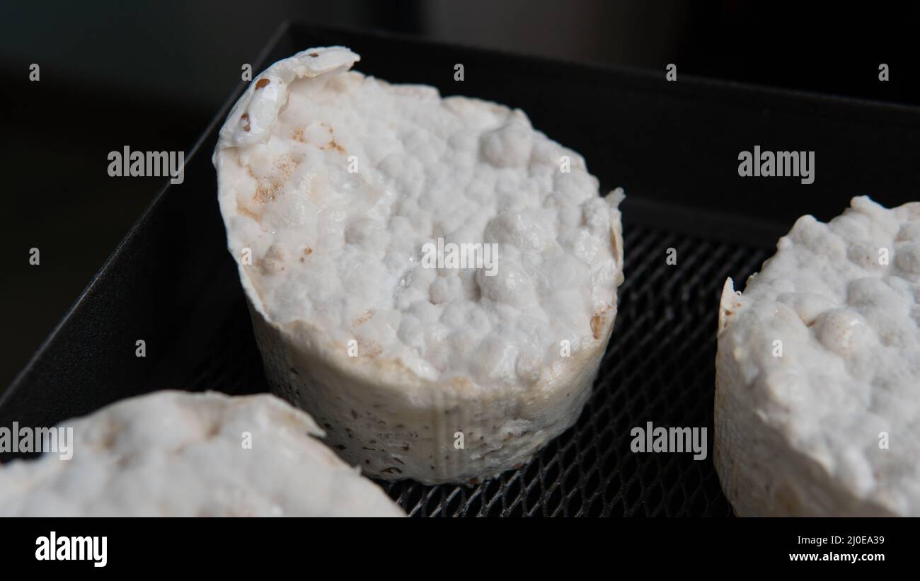 fermented rye grain with mycelium of multi-colored trametes. Fermented ...